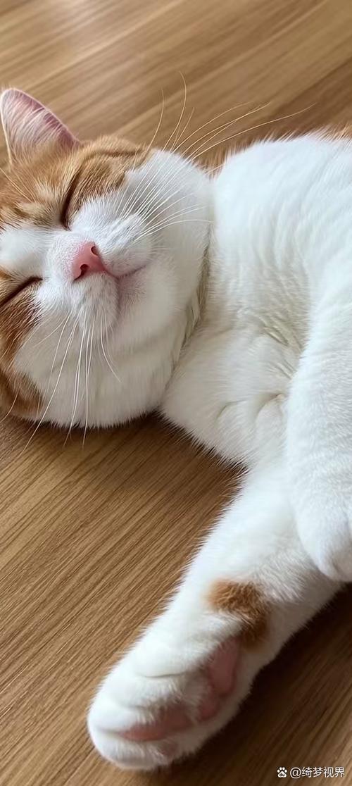 猫咪一直睡觉正常吗图标