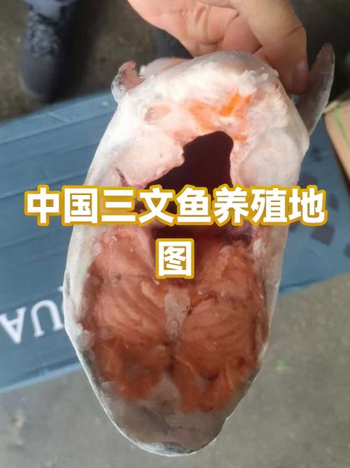 三文鱼哪年出现中国图标