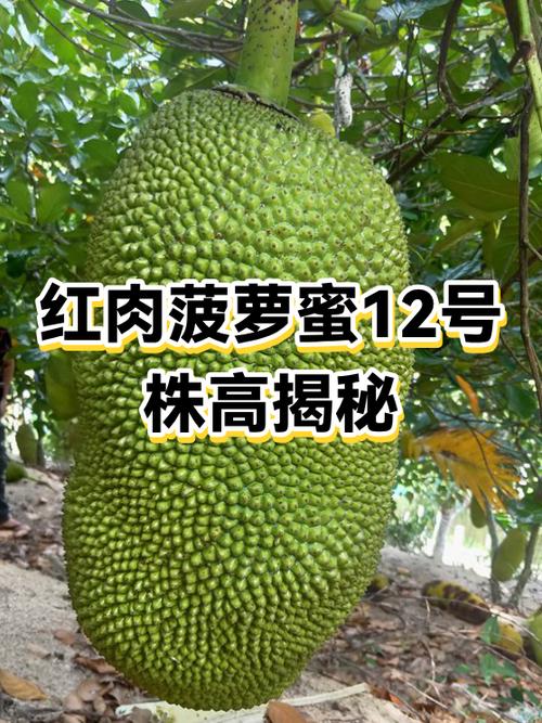 菠萝蜜最贵的三个品种