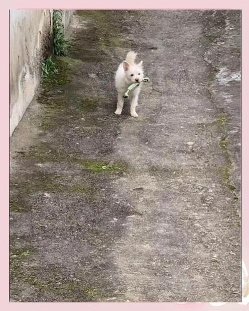 哪里能捡到流浪狗截图