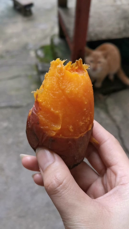 矮地瓜图标