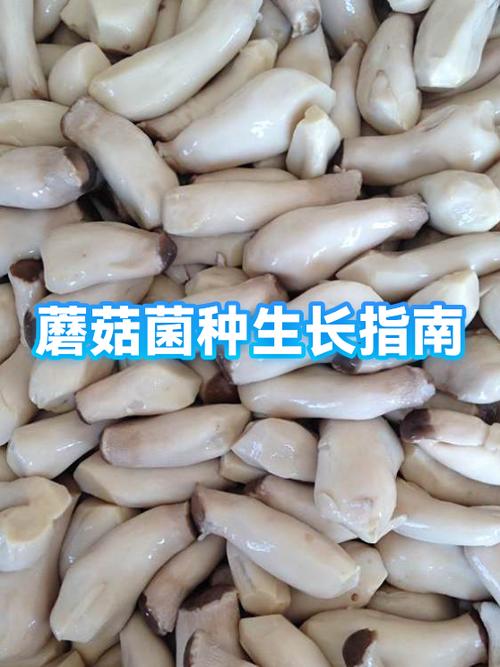 蘑菇菌种怎么才能长出蘑菇图标