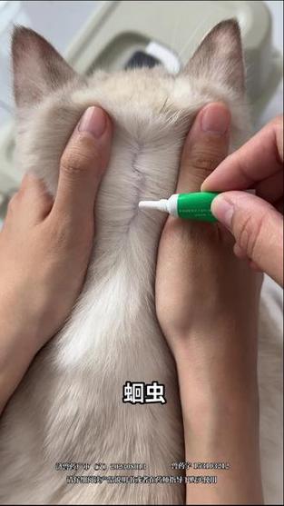 驱虫后猫像疯了一样一直叫图标