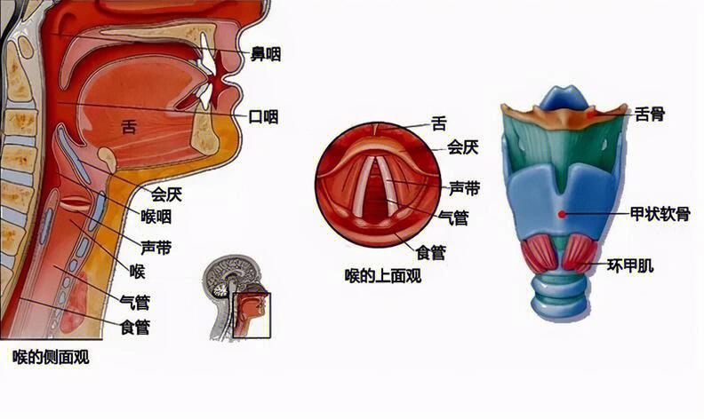 怎样唱歌不费劲图标