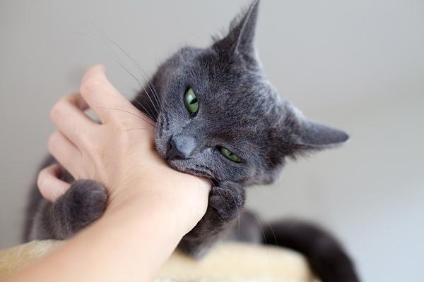 猫咪跳起来扑人图标