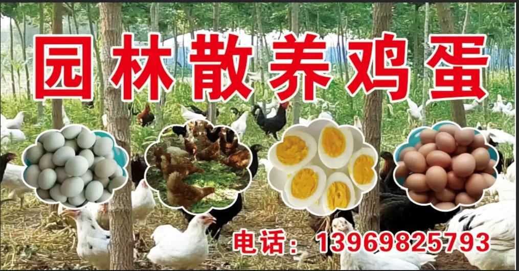 卖自己散养大公鸡的广告语图标