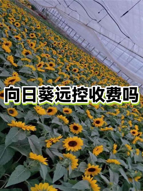 向日葵远程控制手机需要收费吗图标
