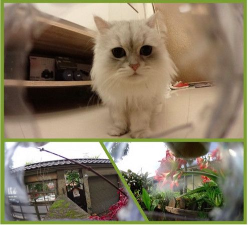猫咪会看电视吗缩略图