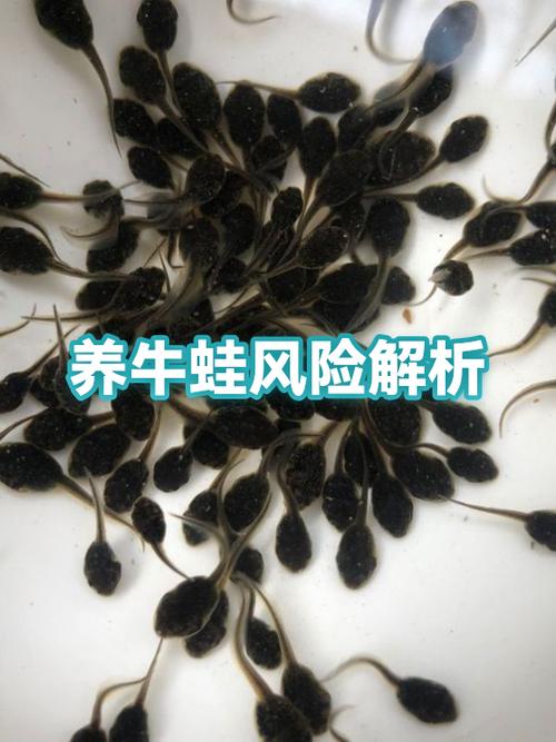 牛蛙一般人养不了图标
