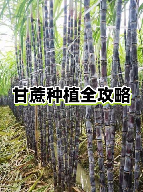 甘蔗栽培技术教程视频图标