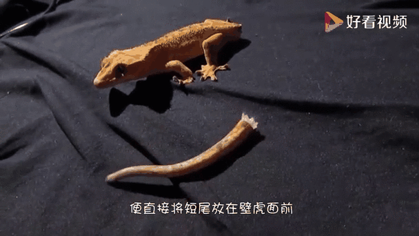 壁虎视频特色图标