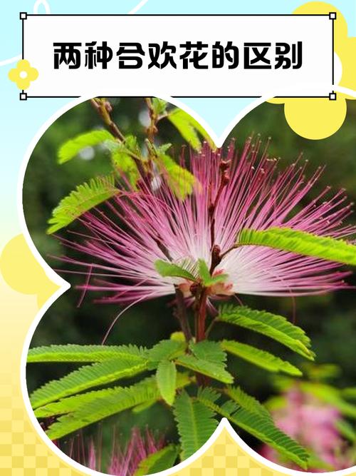 合欢宗还能叫什么截图