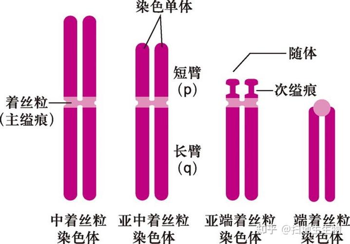 dna数等于着丝点数吗图标
