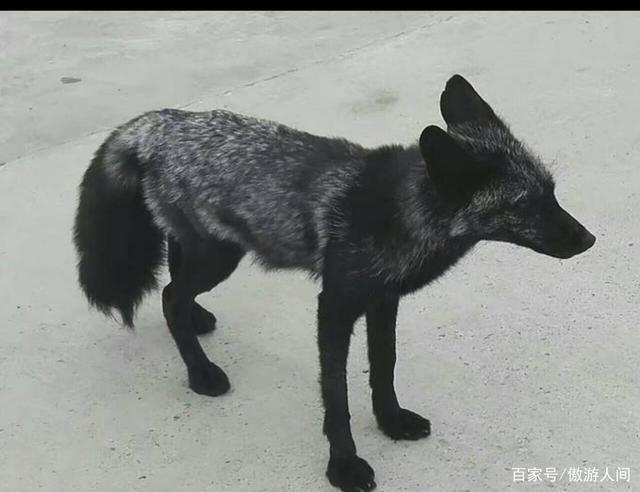 《黑狐》电视剧图标