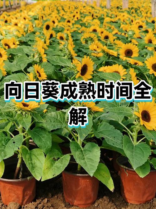 时间种子是正规产品吗图标
