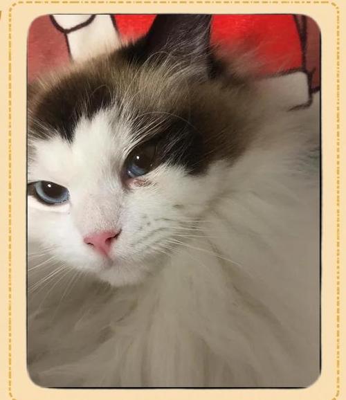猫咪泪痕擦下来红褐色图标