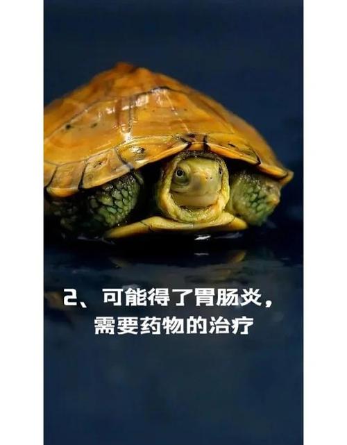 吃乌龟过敏怎么处理图标
