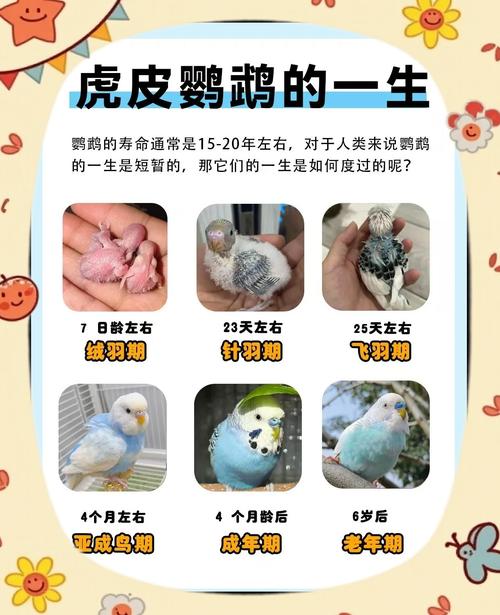 捡到虎皮鹦鹉是吉兆吗截图