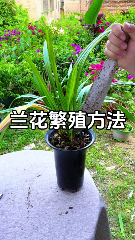 兰花正确栽种方法截图