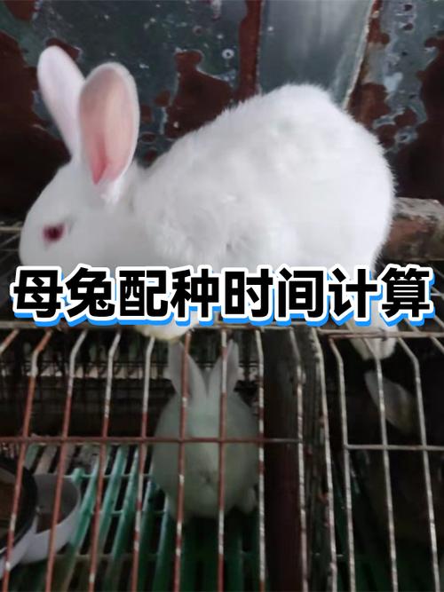 年龄计算器入口精确到月
