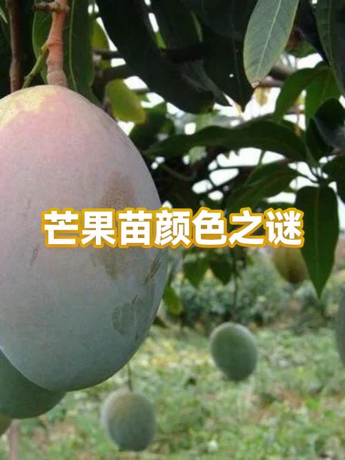 芒果树在江西会结果吗图标