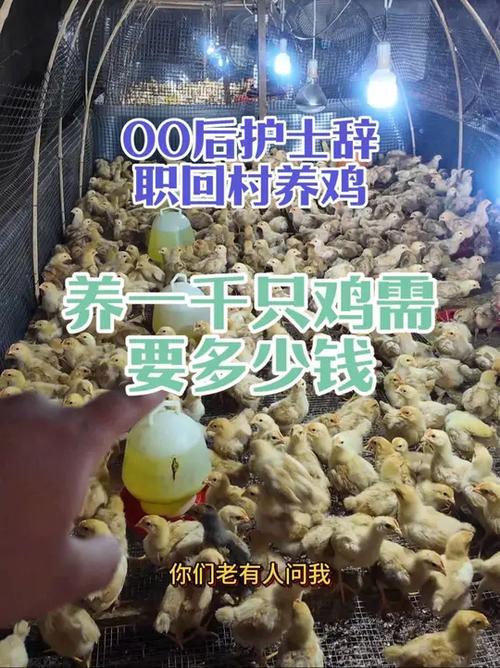 养1000只公鸡一年赚多少钱截图