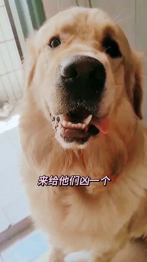 恶犬呲牙表情包图标