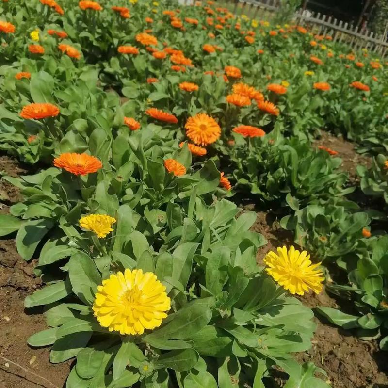 黑暗阳光十二席金盏花图标