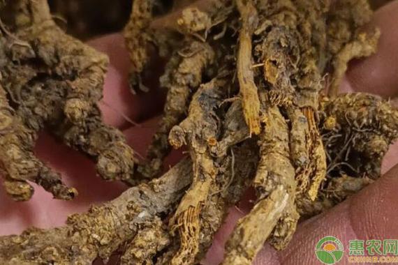 种什么药材利润大又不愁销路图标