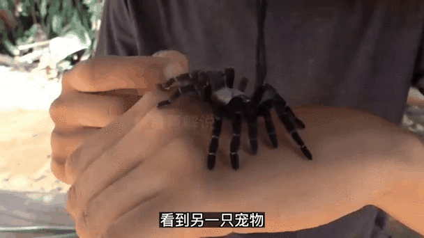 狼蛛可以当宠物养吗图标