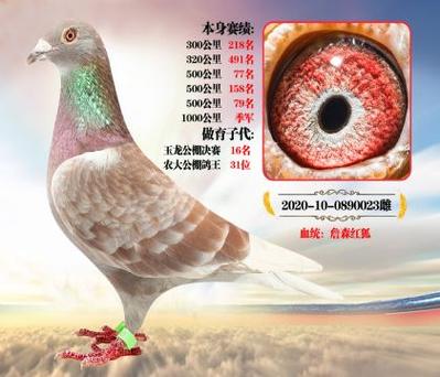 信鸽空距查询图标