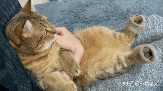猫咪怎么清火图标