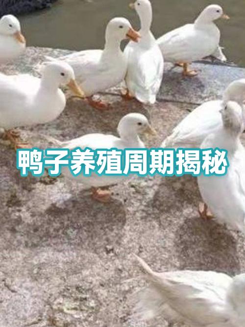 家庭养鸭子的方法截图