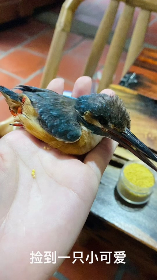 翠鸟能吃吗图标