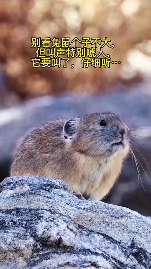 皮卡丘如的叫声图标