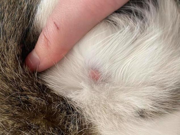 猫咪皮下囊肿图标