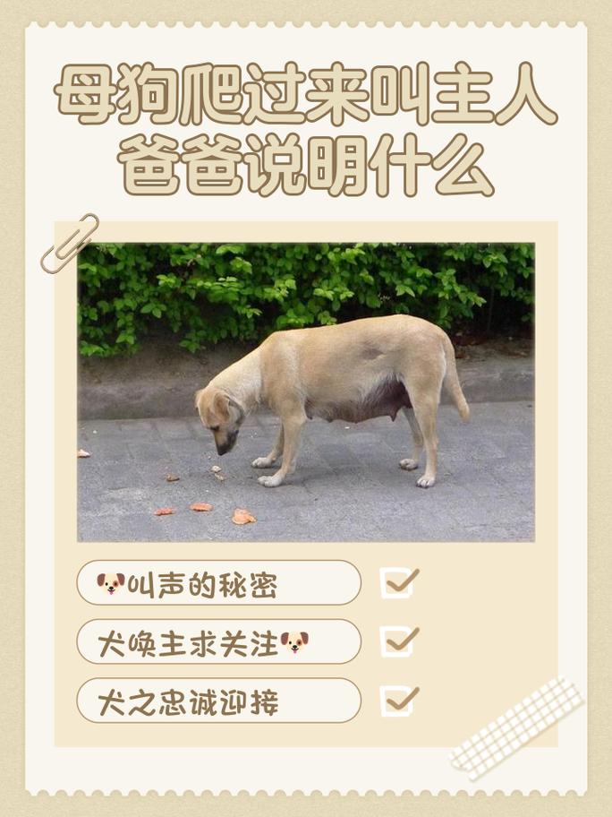 只做爸爸的小母狗西瓜红是写给谁的图标