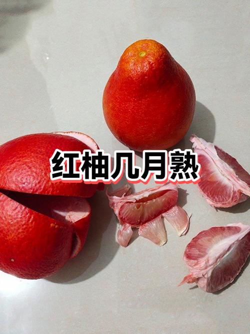 柚子成熟季节是几月图标