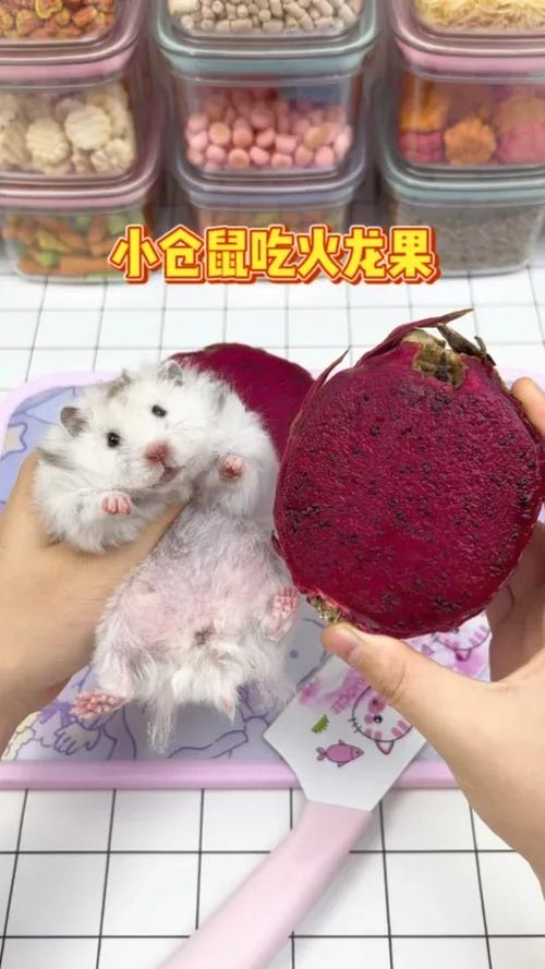 小仓鼠最爱吃什么食物图标