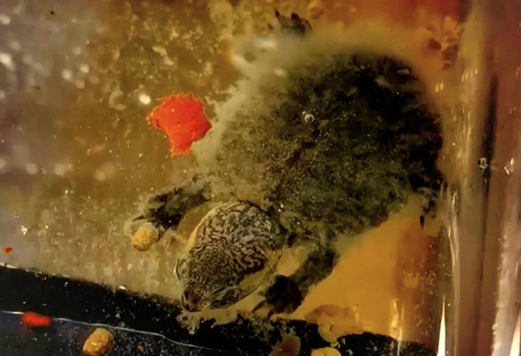 乌龟出现白色棉絮的东西是什么图标