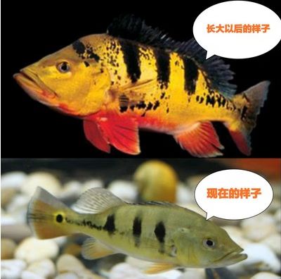 巴西亚鱼为何不建议养图标