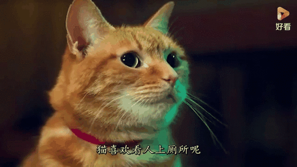 我被一只猫饲养了图标