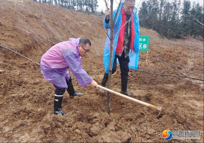 老农种树 小会截图