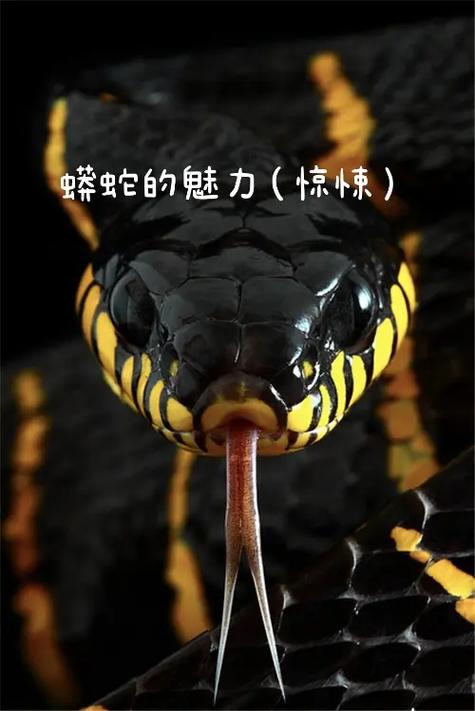 蟒蛇python官网入口图标