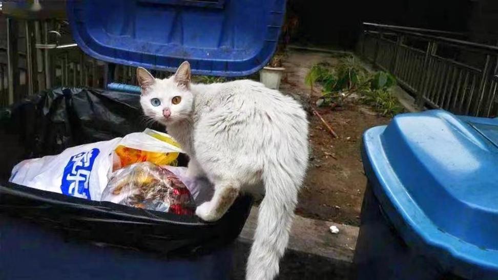 捡了一只流浪猫又扔了截图