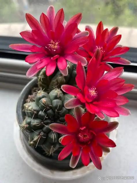 绯花玉不开花的原因图标