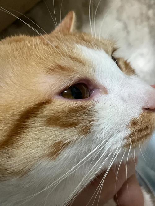 猫眼病是什么病图标