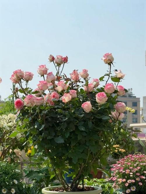 月季花图片截图