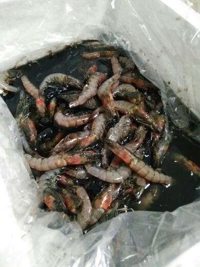 青虾发黑了还能不能吃图标