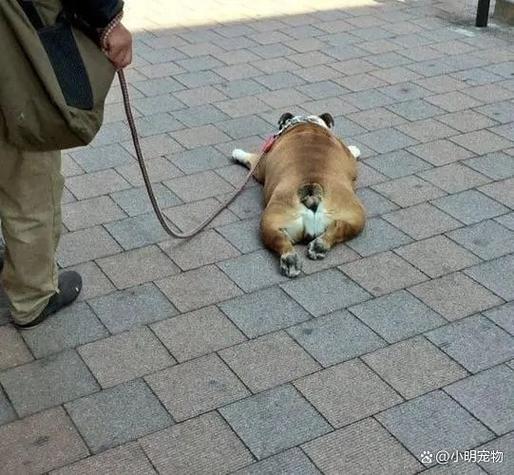 它赖在消防不走了